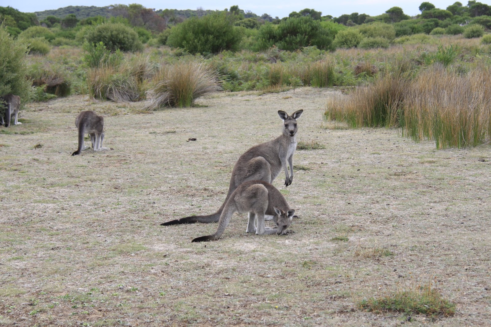 Kangaroo friends.....it is all about the food! - Traveling U